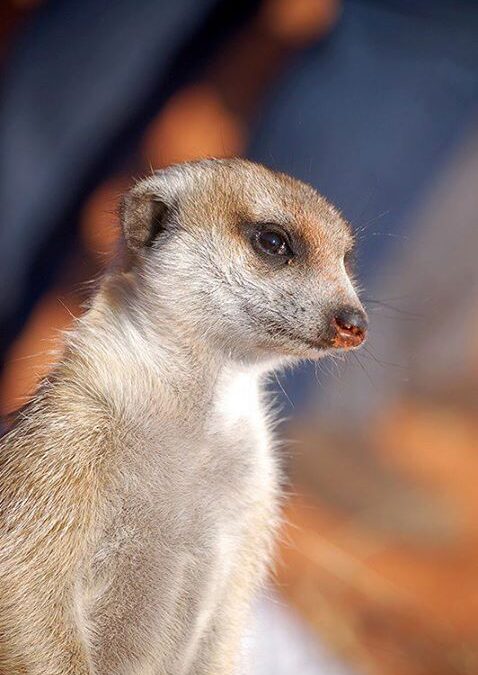 the-story-of-poppet-1 - Kalahari Trails